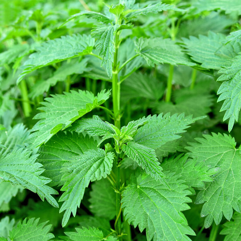 COLAGEN STIMULENT - Cel mai bun colagen pentru corp - Life Bio