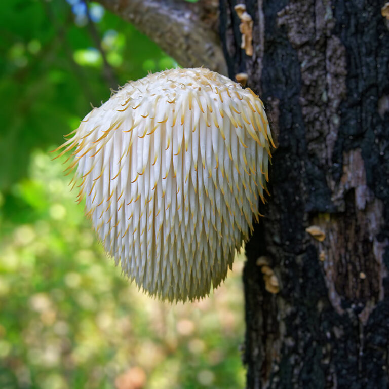 NEURO-INTEGRUM – 30 capsule - 🌸Supliment natural