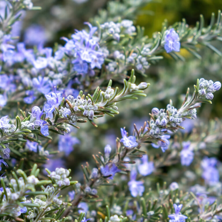 NEURO-INTEGRUM – 30 capsule - 🌸Supliment natural